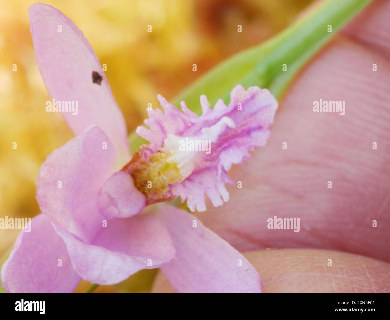 Rose Pogonia (Pogonia ophioglossoides) Plantae Stock Photo - Alamy