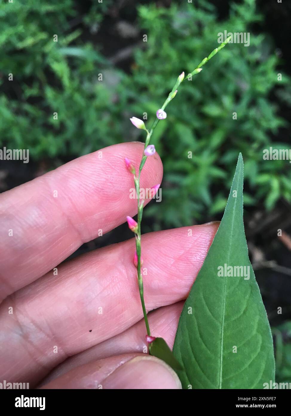 waterpepper (Persicaria hydropiper) Plantae Stock Photo - Alamy