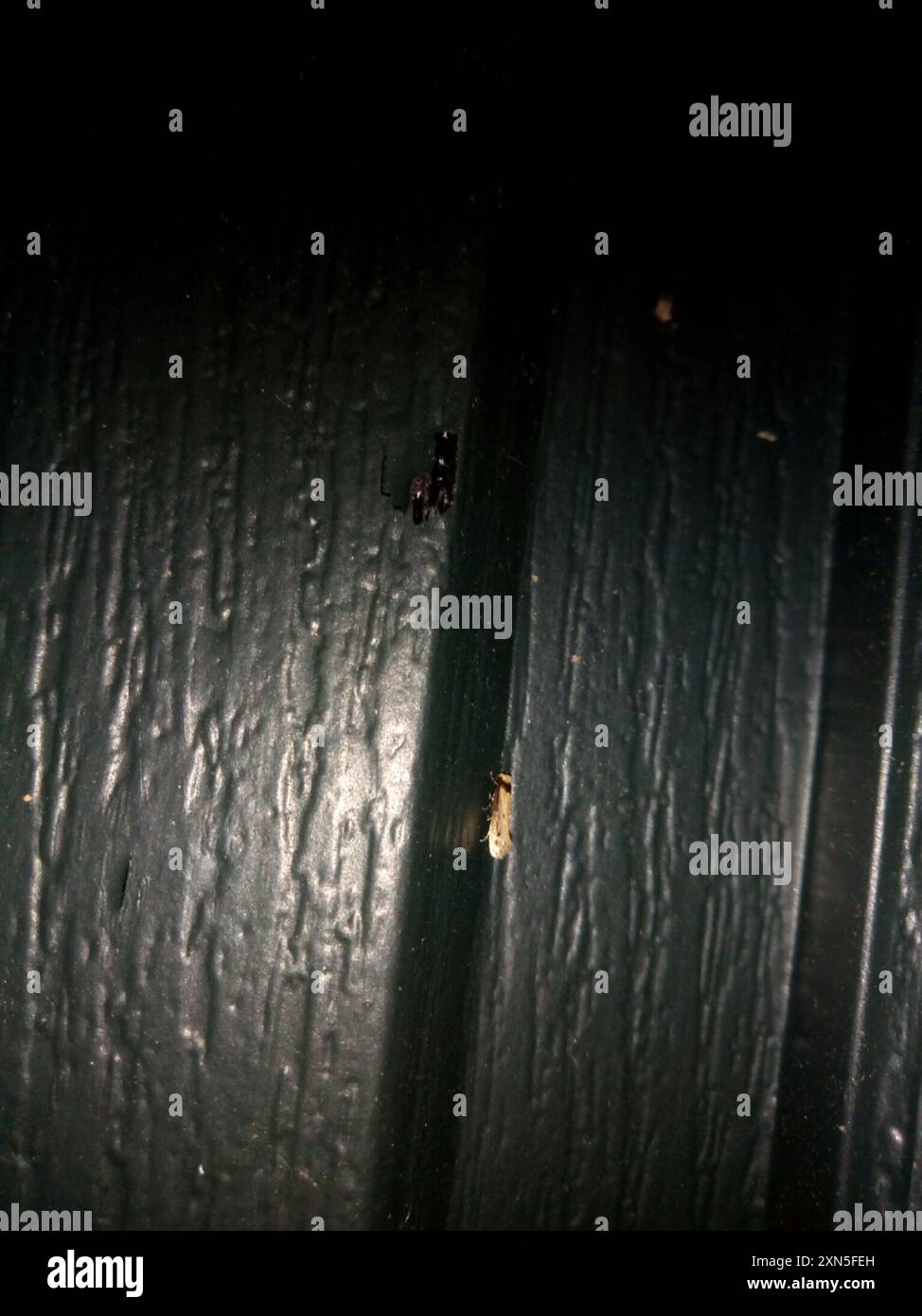 Dark-collared Tinea Moth (Tinea apicimaculella) Insecta Stock Photo - Alamy