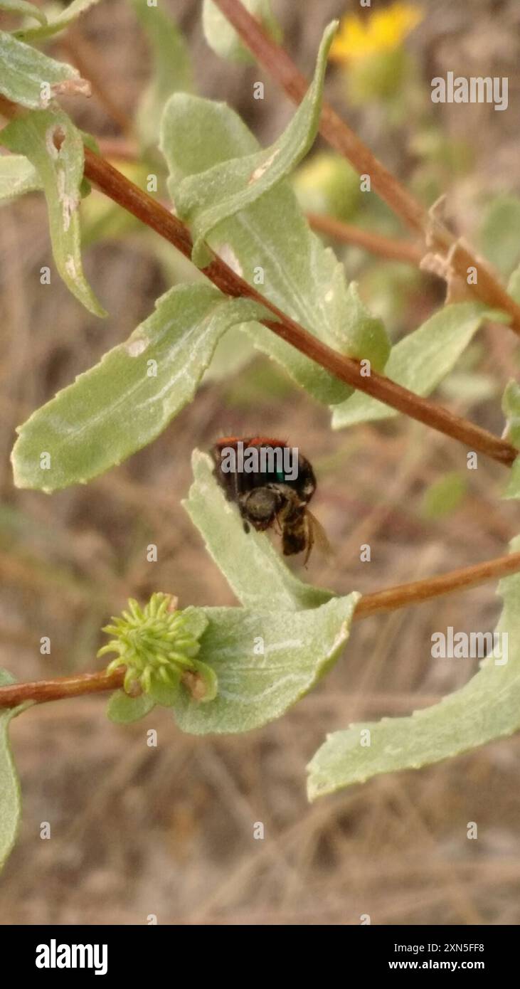 Apache Jumping Spider (Phidippus apacheanus) Arachnida Stock Photo - Alamy