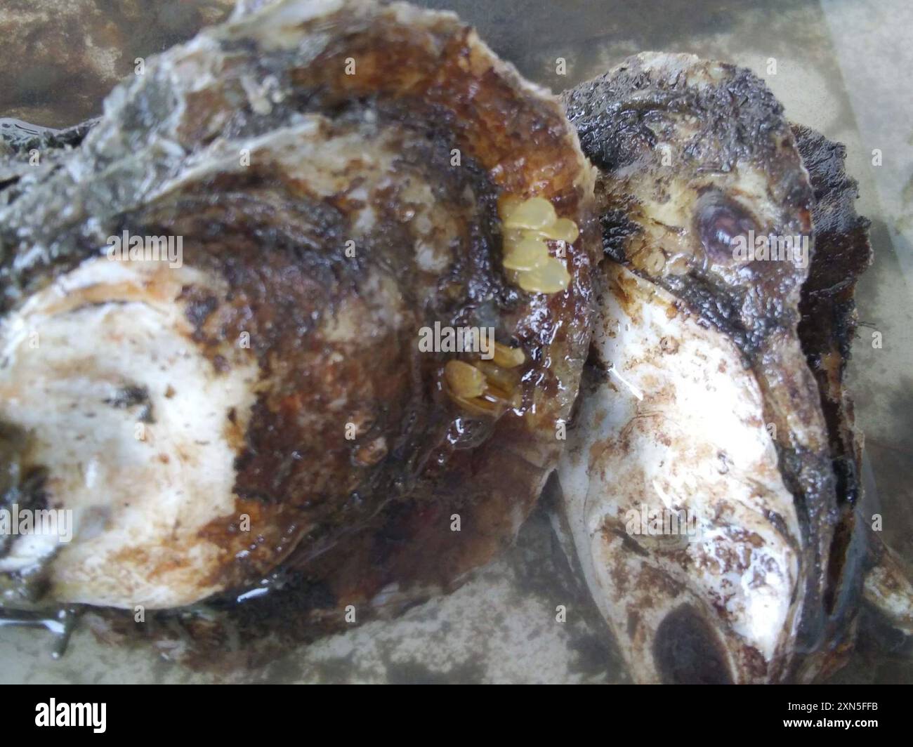 Common Atlantic Slippersnail (Crepidula fornicata) Mollusca Stock Photo ...