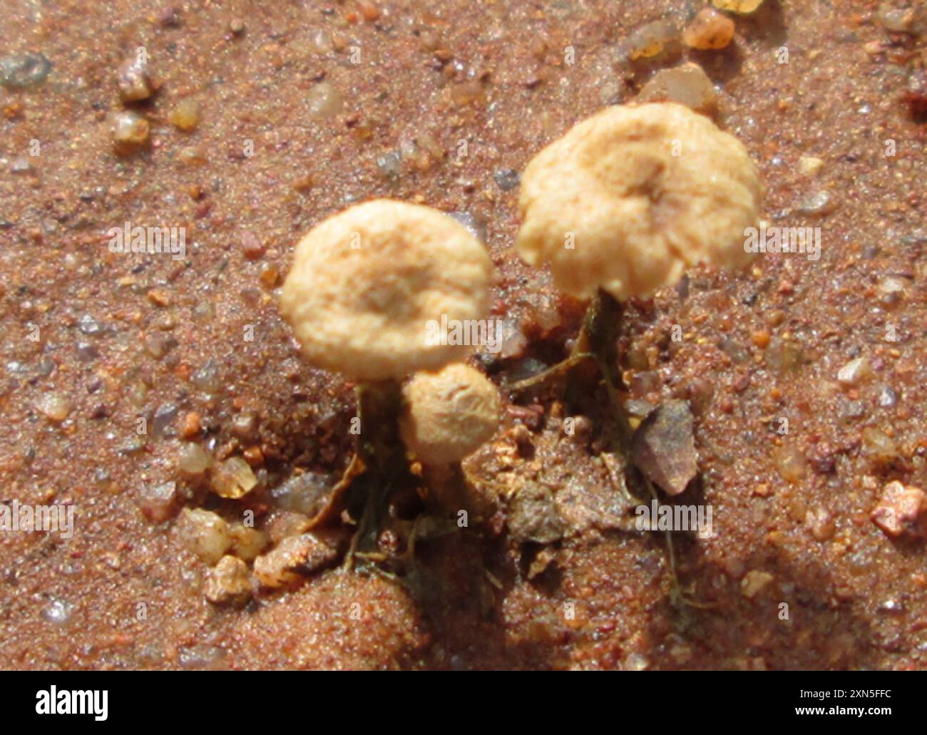 pinwheel family (Marasmiaceae) Fungi Stock Photo - Alamy