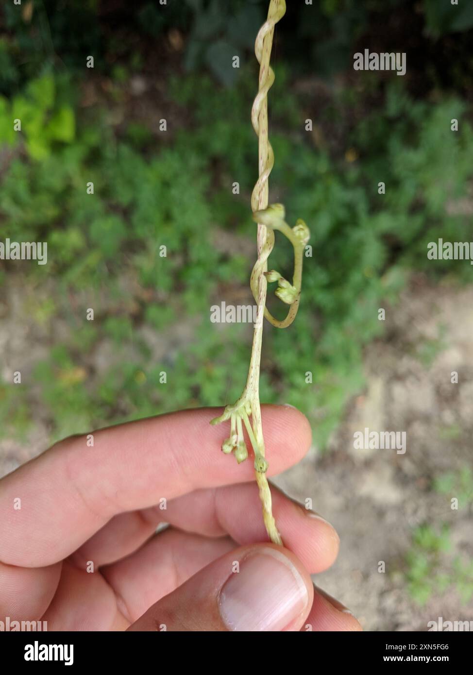 Japanese dodder (Cuscuta japonica) Plantae Stock Photo - Alamy