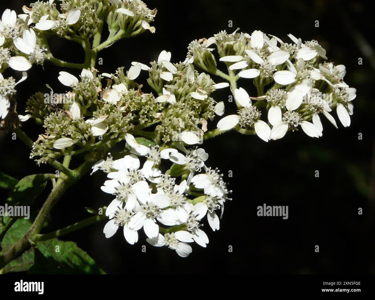 frostweed (Verbesina virginica) Plantae Stock Photo - Alamy