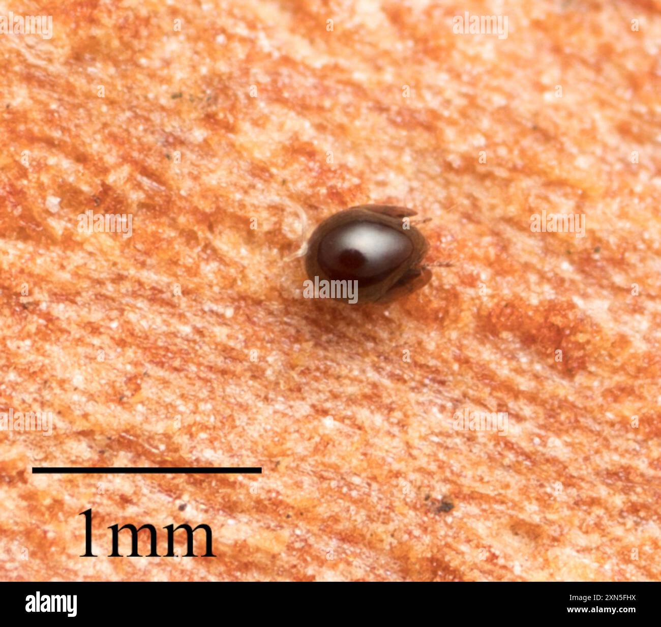 Mites and Ticks (Acari) Arachnida Stock Photo - Alamy