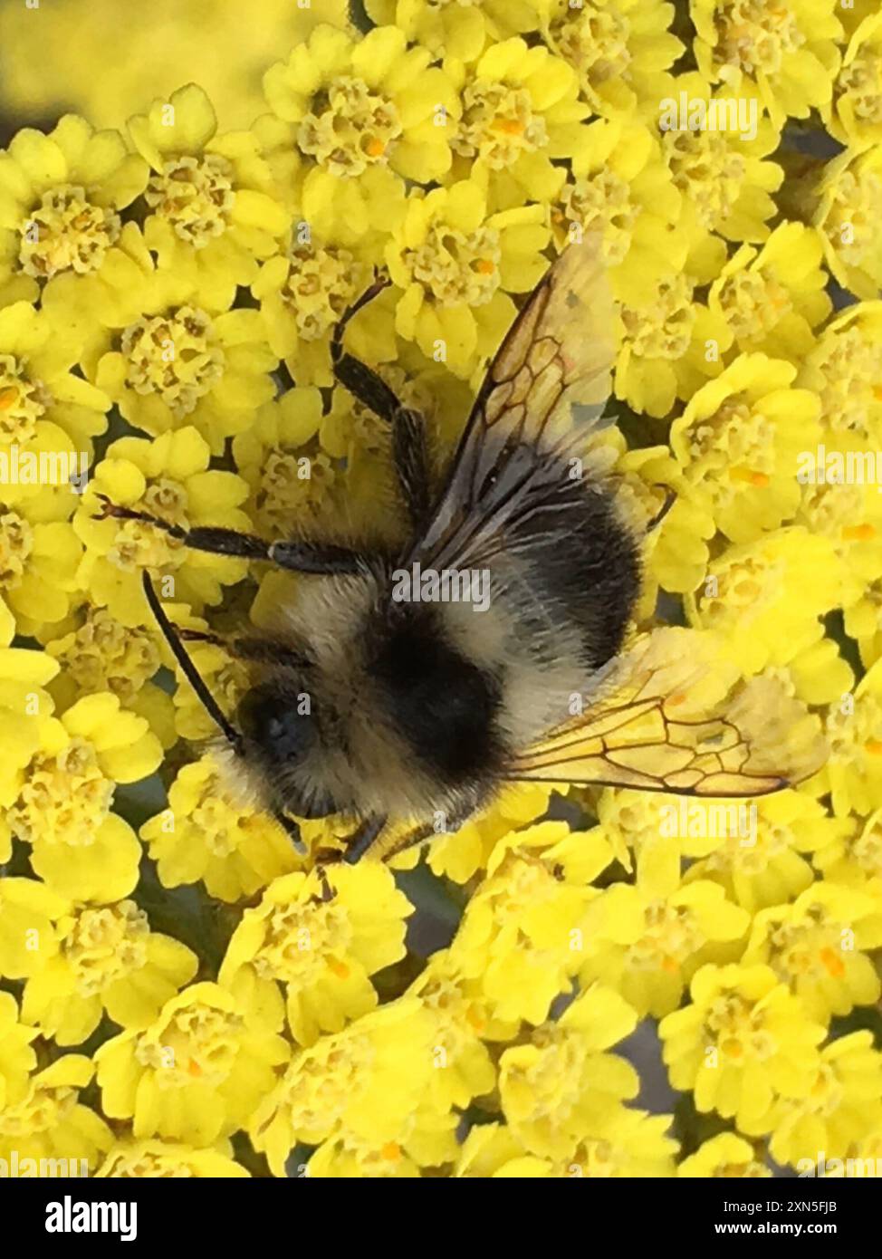 Black-tailed Bumble Bee (Bombus melanopygus) Insecta Stock Photo - Alamy
