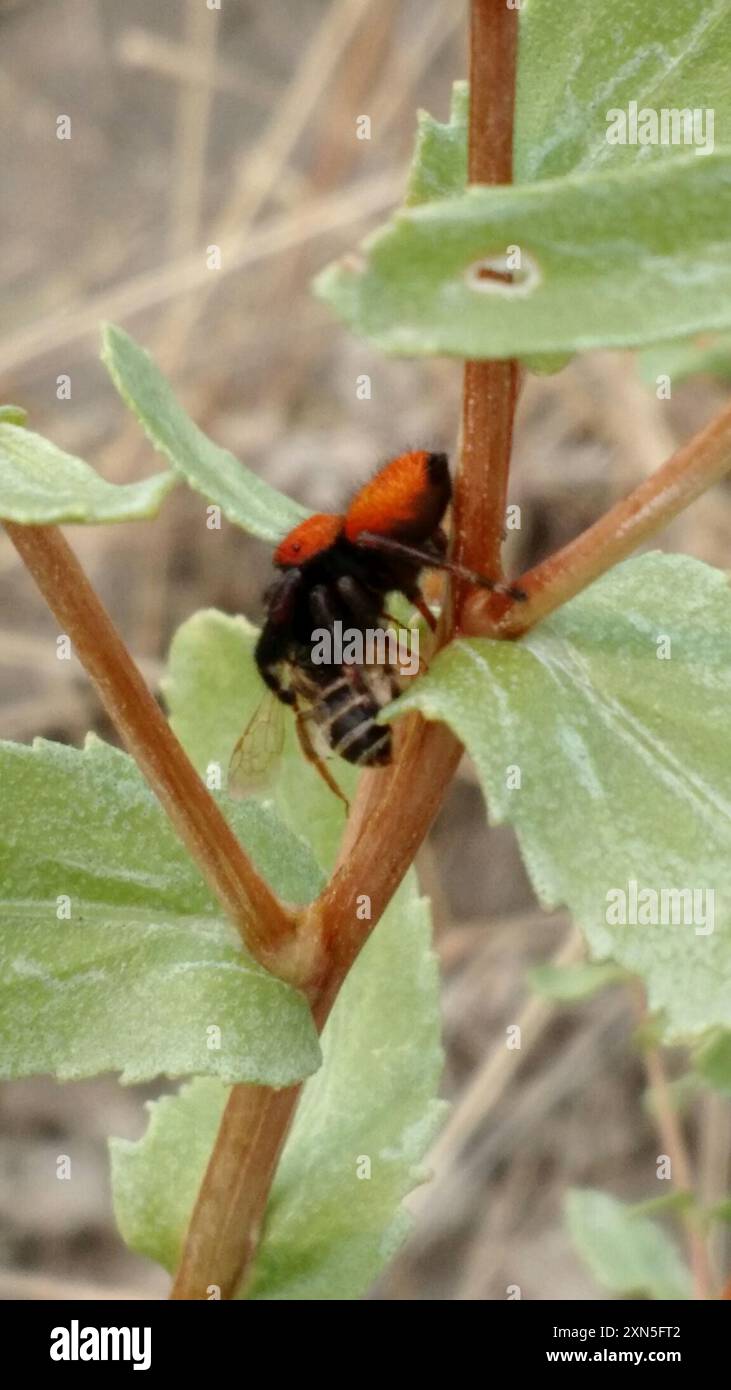 Apache Jumping Spider (Phidippus apacheanus) Arachnida Stock Photo - Alamy