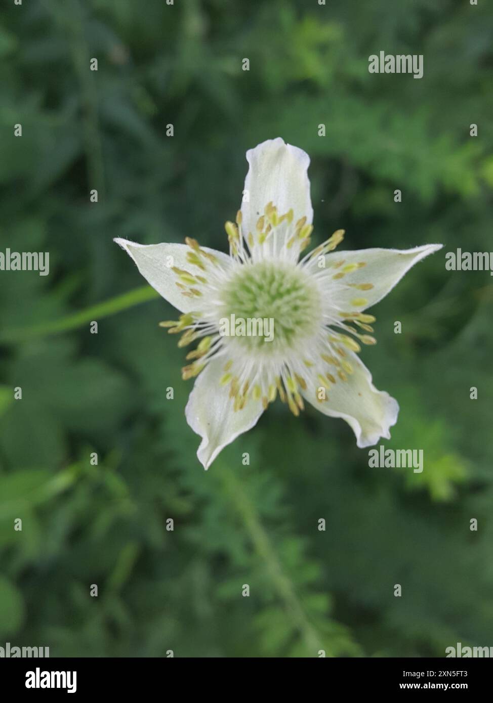 tall thimbleweed (Anemone virginiana) Plantae Stock Photo - Alamy