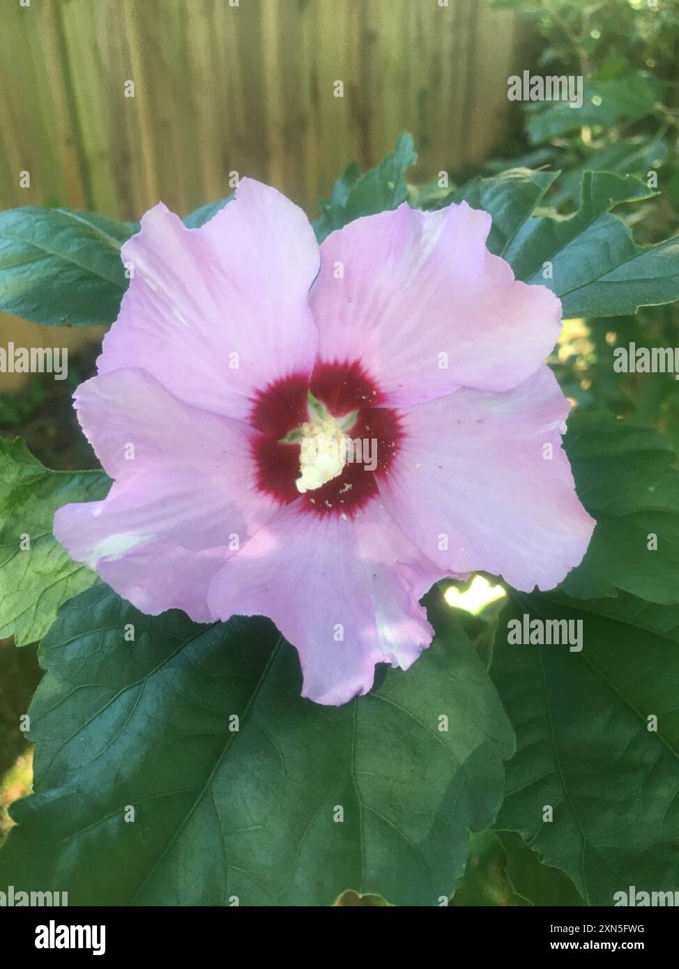 common hibiscus (Hibiscus syriacus) Plantae Stock Photo - Alamy