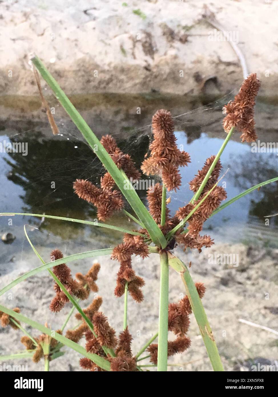 Swamp Flatsedge (Cyperus ligularis) Plantae Stock Photo - Alamy