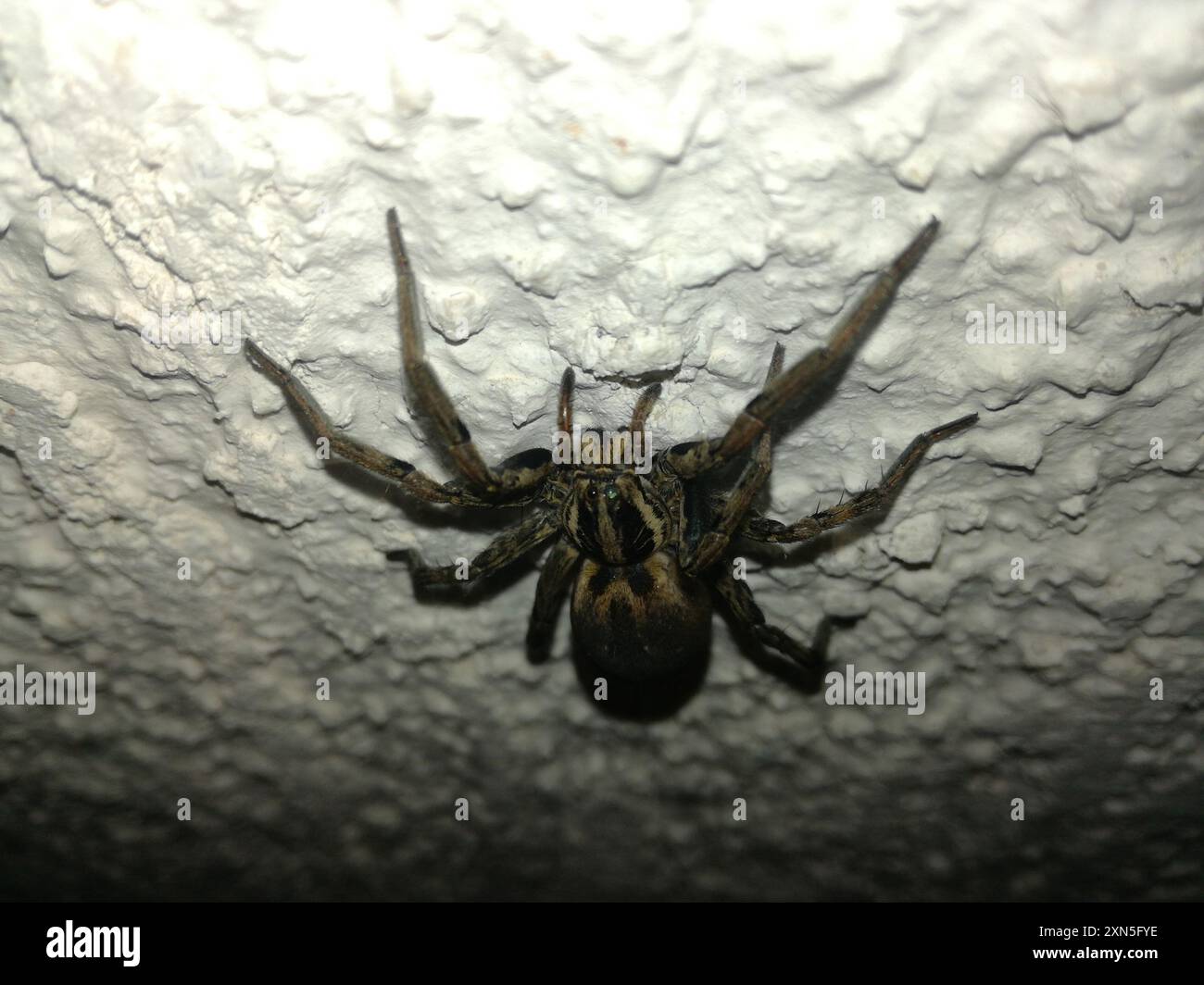 Radiated Wolf Spider (Hogna radiata) Arachnida Stock Photo - Alamy