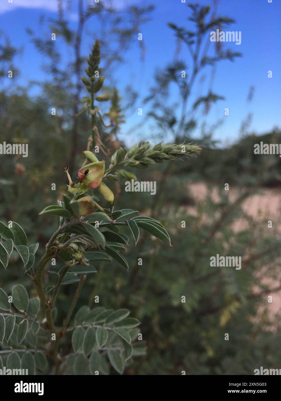 Cape Anil (Indigofera fruticosa) Plantae Stock Photo - Alamy