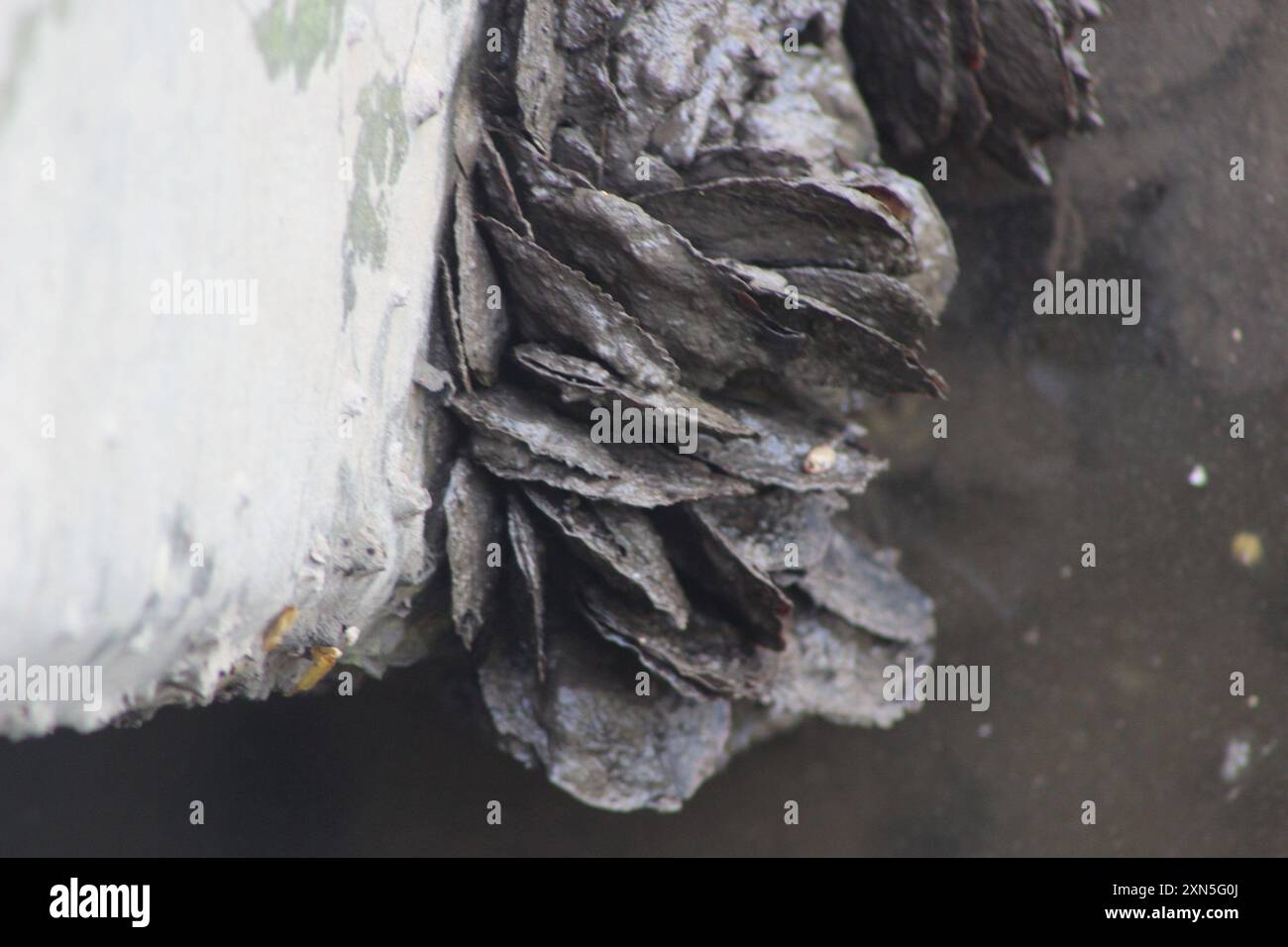 Flat Tree Oyster (Isognomon alatus) Mollusca Stock Photo - Alamy