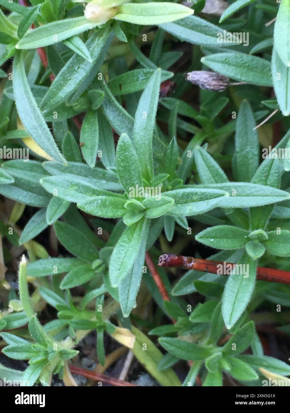 field chickweed (Cerastium arvense) Plantae Stock Photo - Alamy