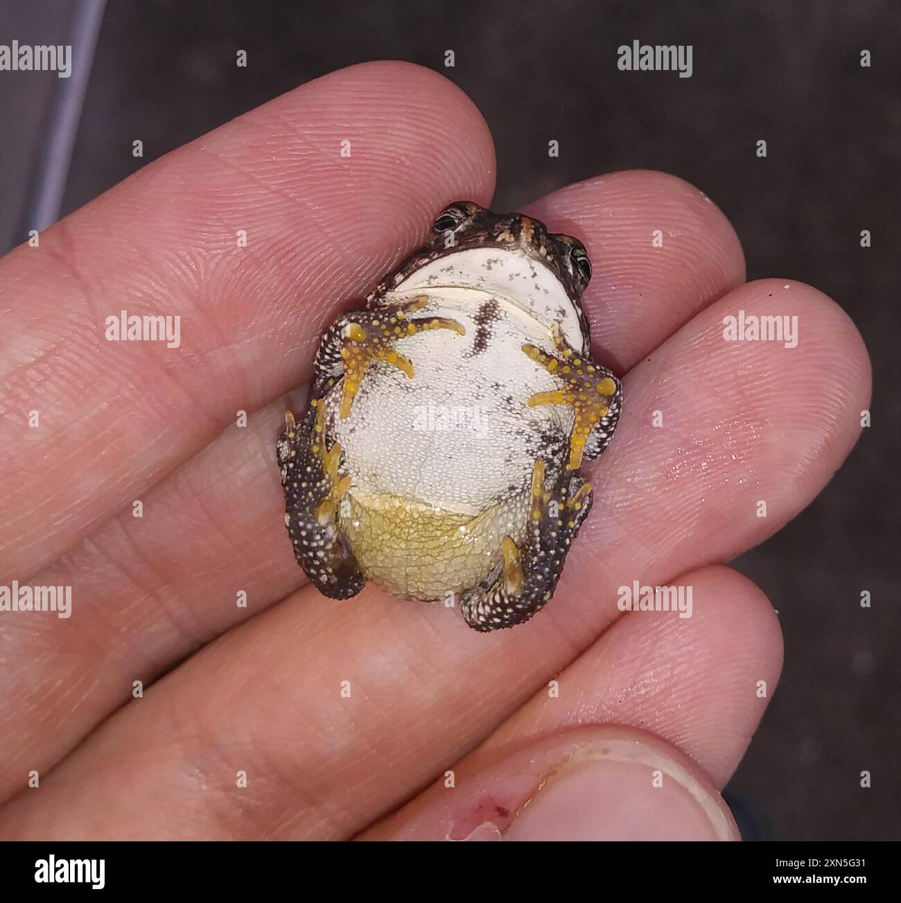 Southern Toad (Anaxyrus terrestris) Amphibia Stock Photo - Alamy