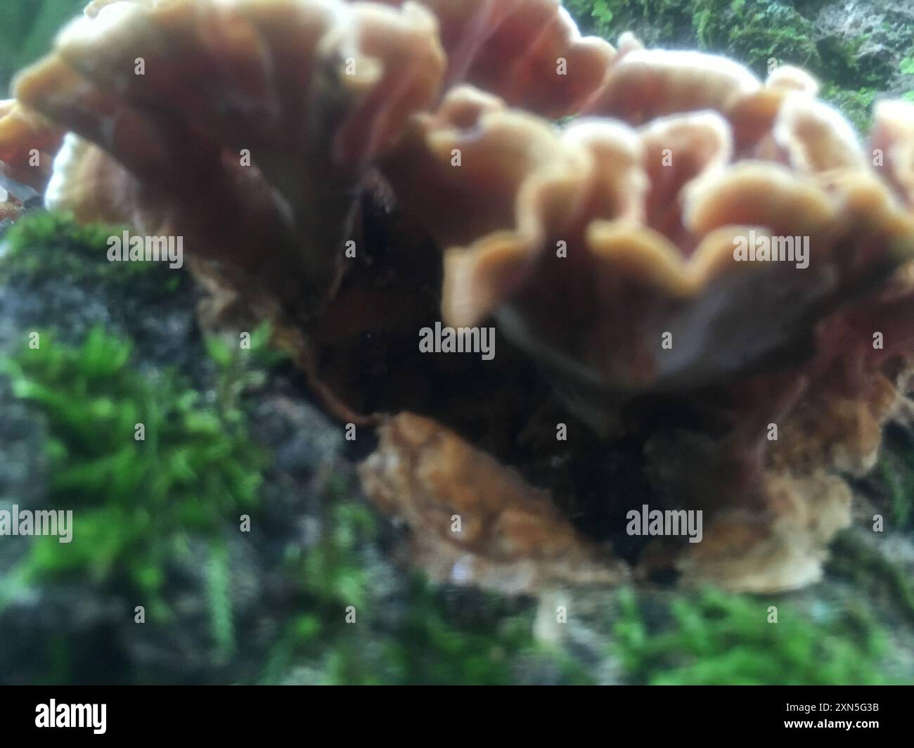 Bleeding Oak Crust (Stereum gausapatum) Fungi Stock Photo - Alamy