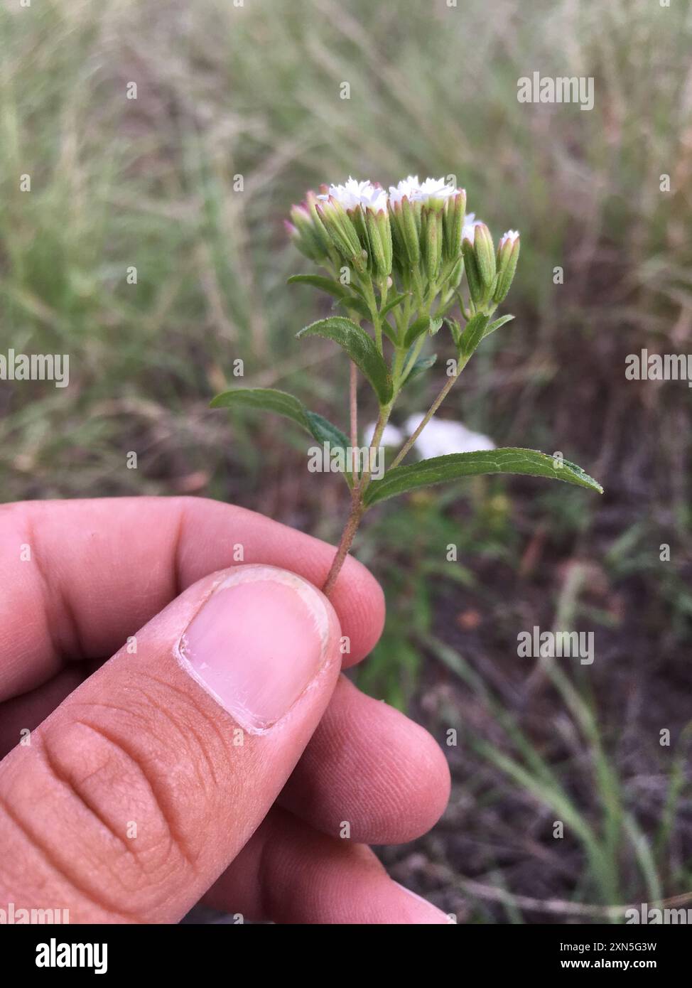 Candyleaf hi-res stock photography and images - Alamy
