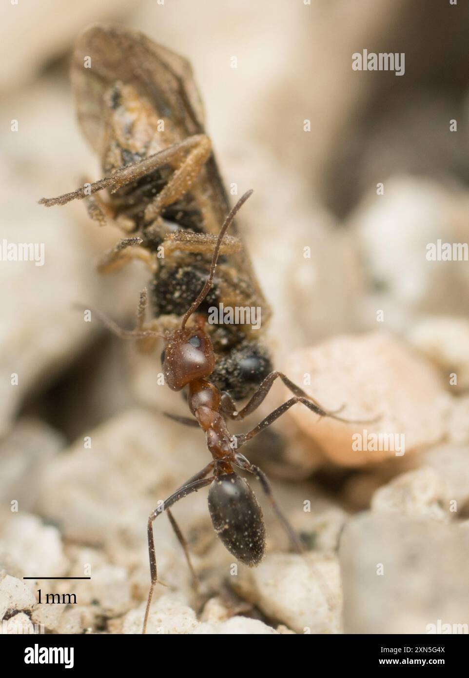 Pyramid Ants (Dorymyrmex) Insecta Stock Photo - Alamy