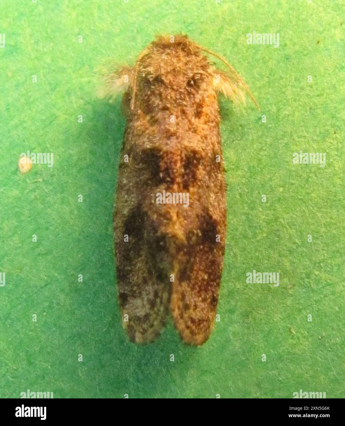 Panama Grass Tubeworm Moth (Acrolophus panamae) Insecta Stock Photo - Alamy