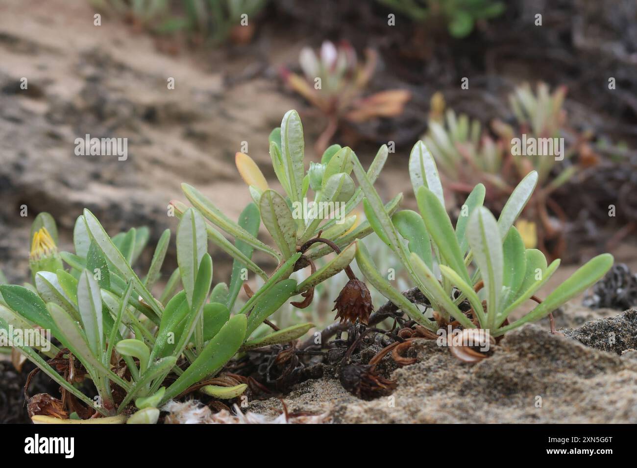 Greyleaf Trailing Gazania (Gazania rigens leucolaena) Plantae Stock ...