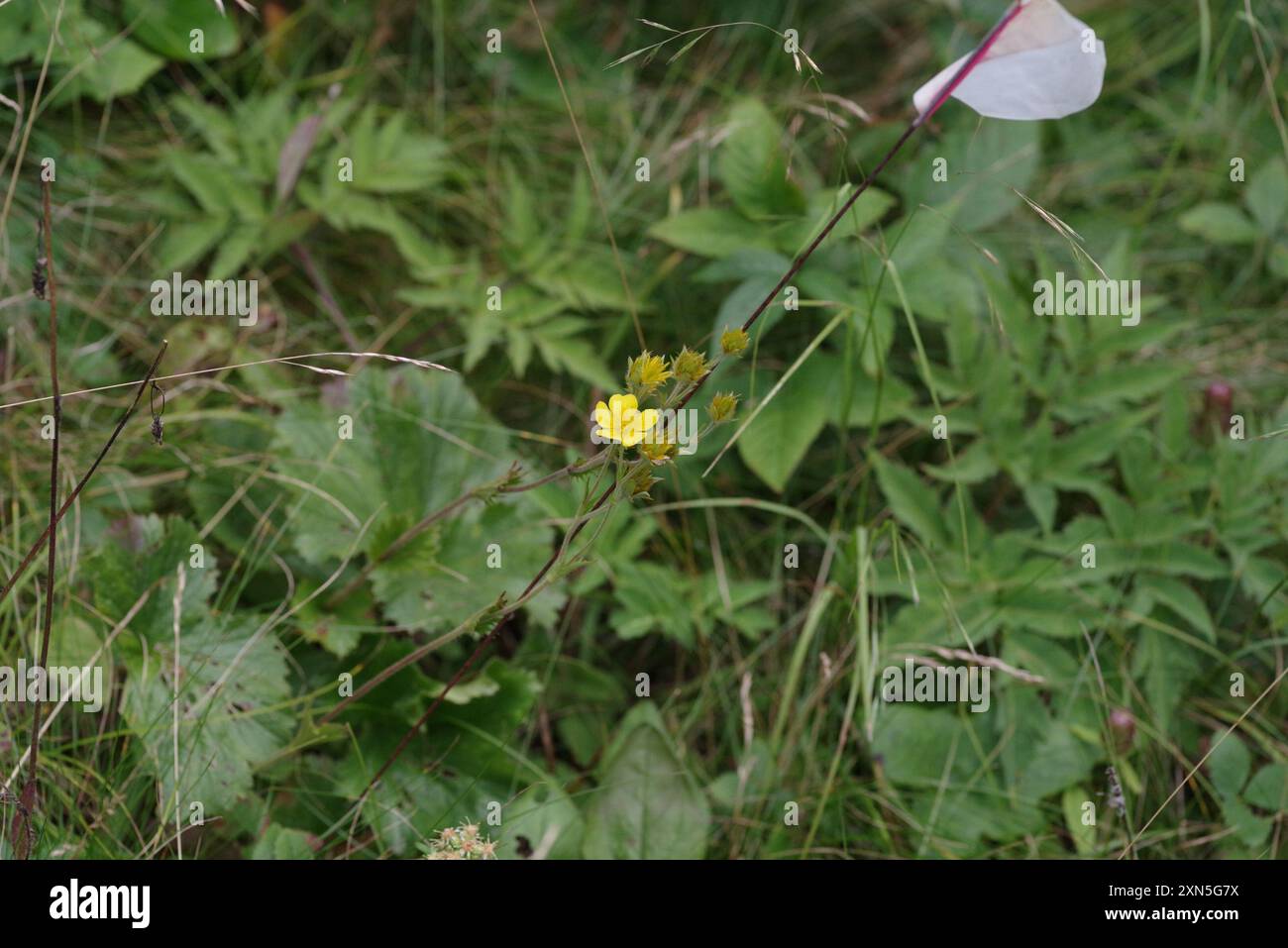 spreading avens (Geum radiatum) Plantae Stock Photo - Alamy