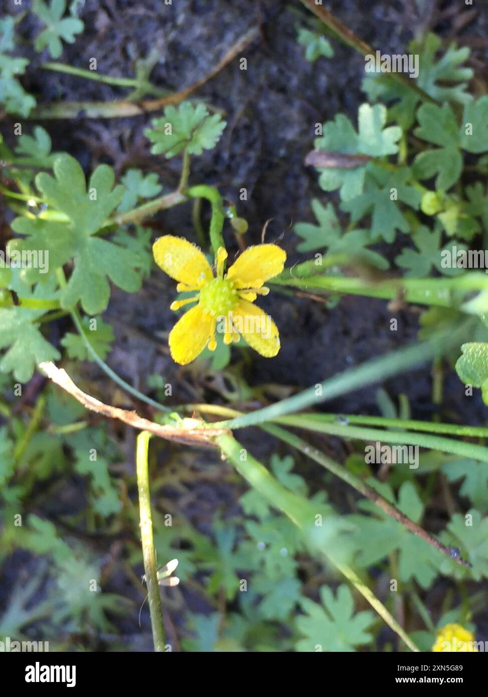 Small Yellow Water-crowfoot (Ranunculus gmelinii) Plantae Stock Photo ...
