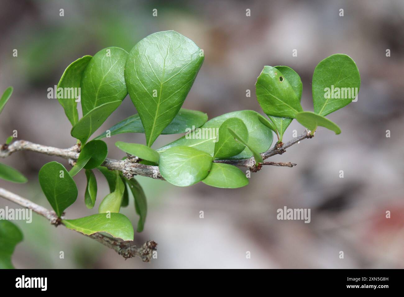 White Indigoberry (Randia aculeata) Plantae Stock Photo - Alamy