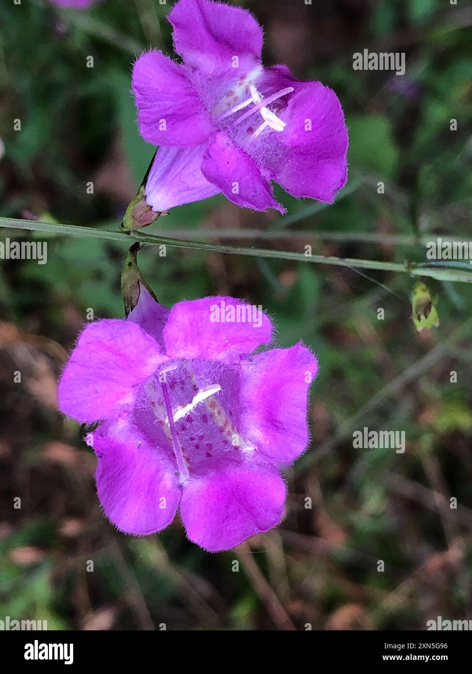 purple false foxglove (Agalinis purpurea) Plantae Stock Photo - Alamy