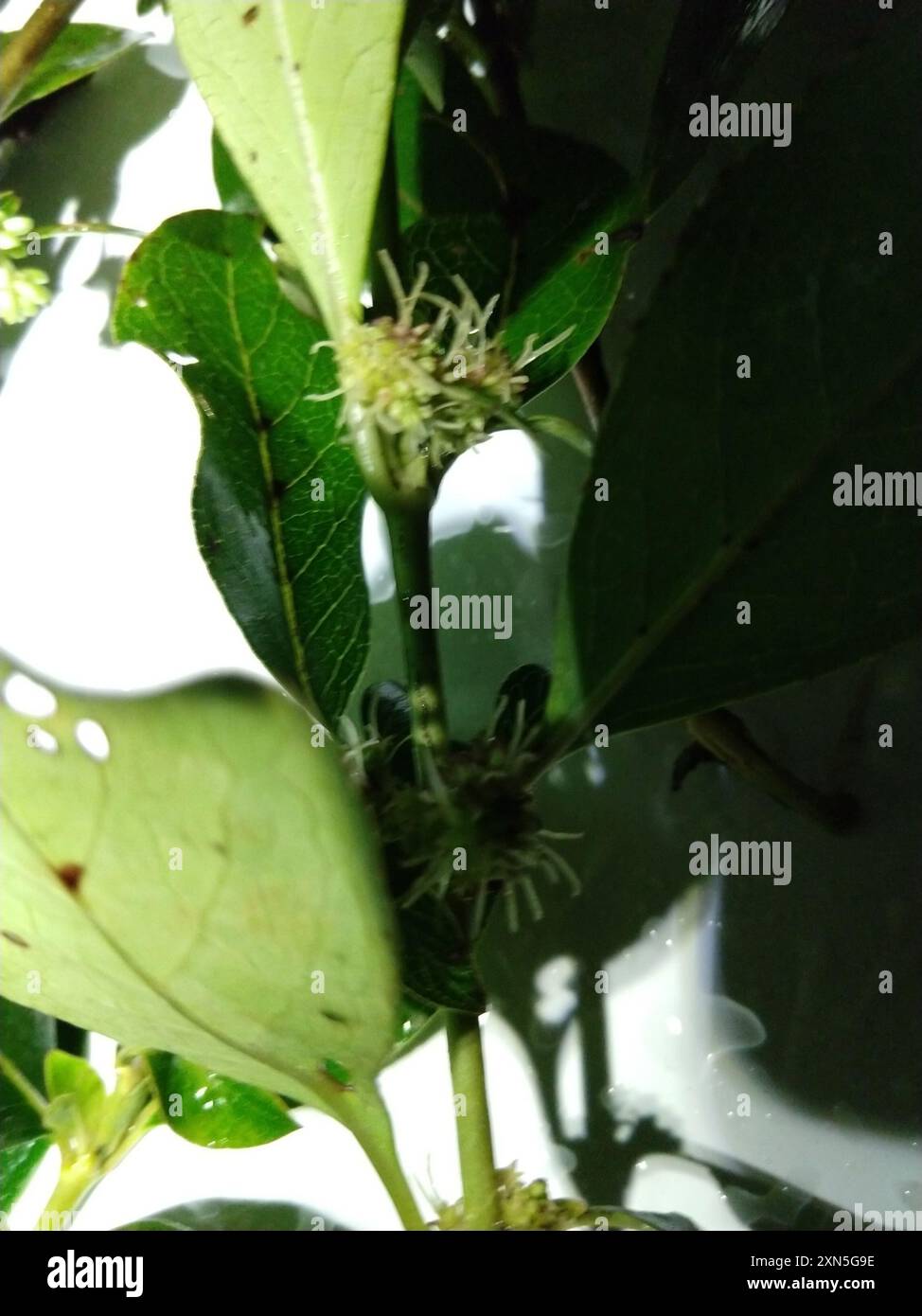 (Coprosma macrocarpa) Plantae Stock Photo - Alamy