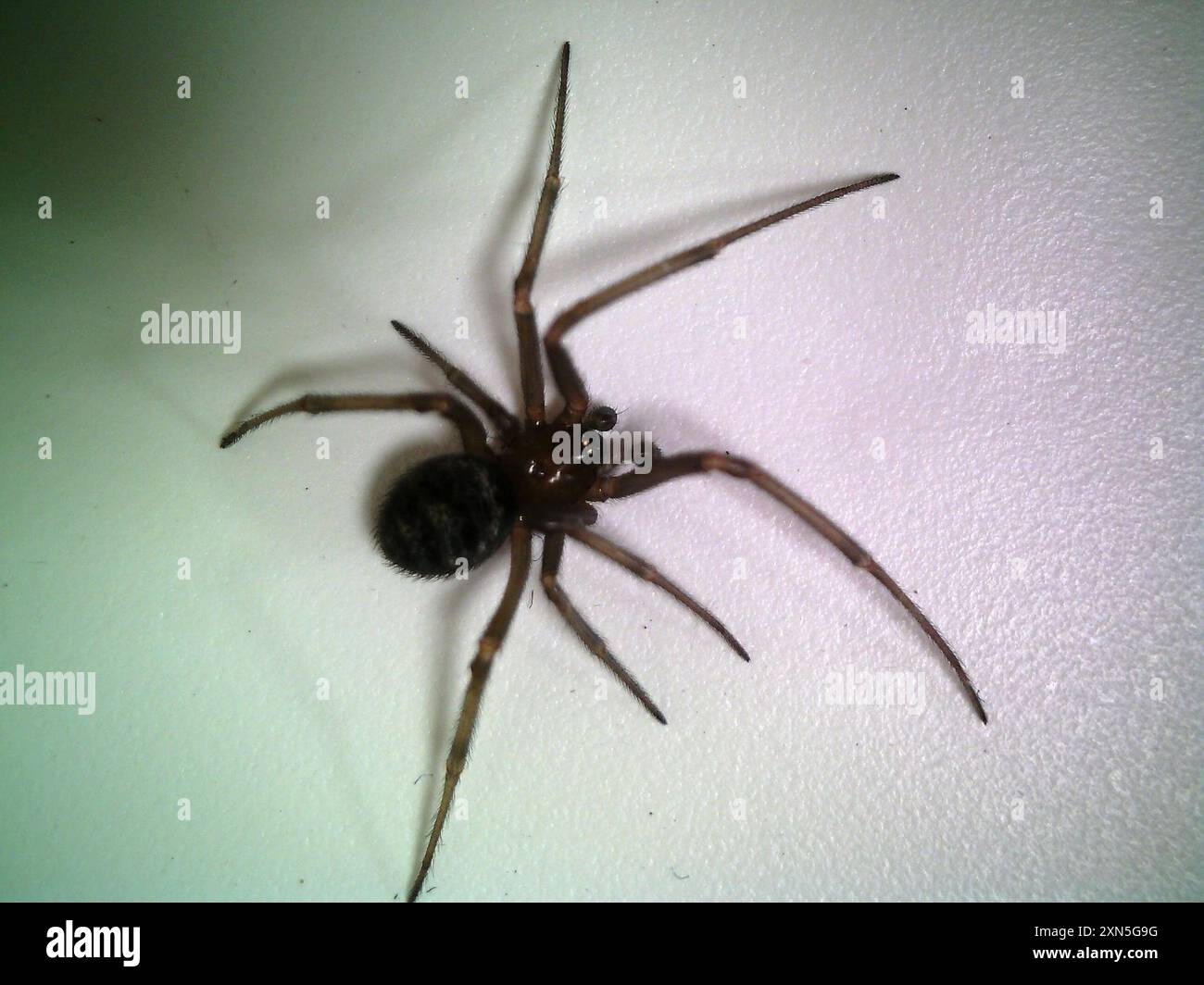 Comb-footed Spiders (Theridiidae) Arachnida Stock Photo - Alamy