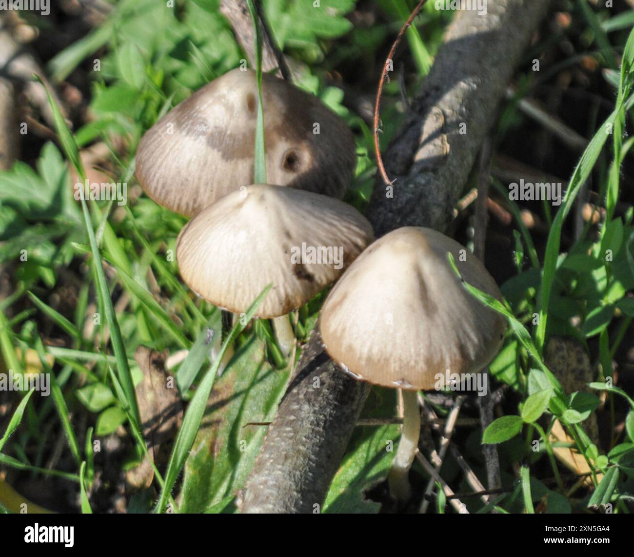 Tall Psathyrella (Psathyrella longipes) Fungi Stock Photo - Alamy