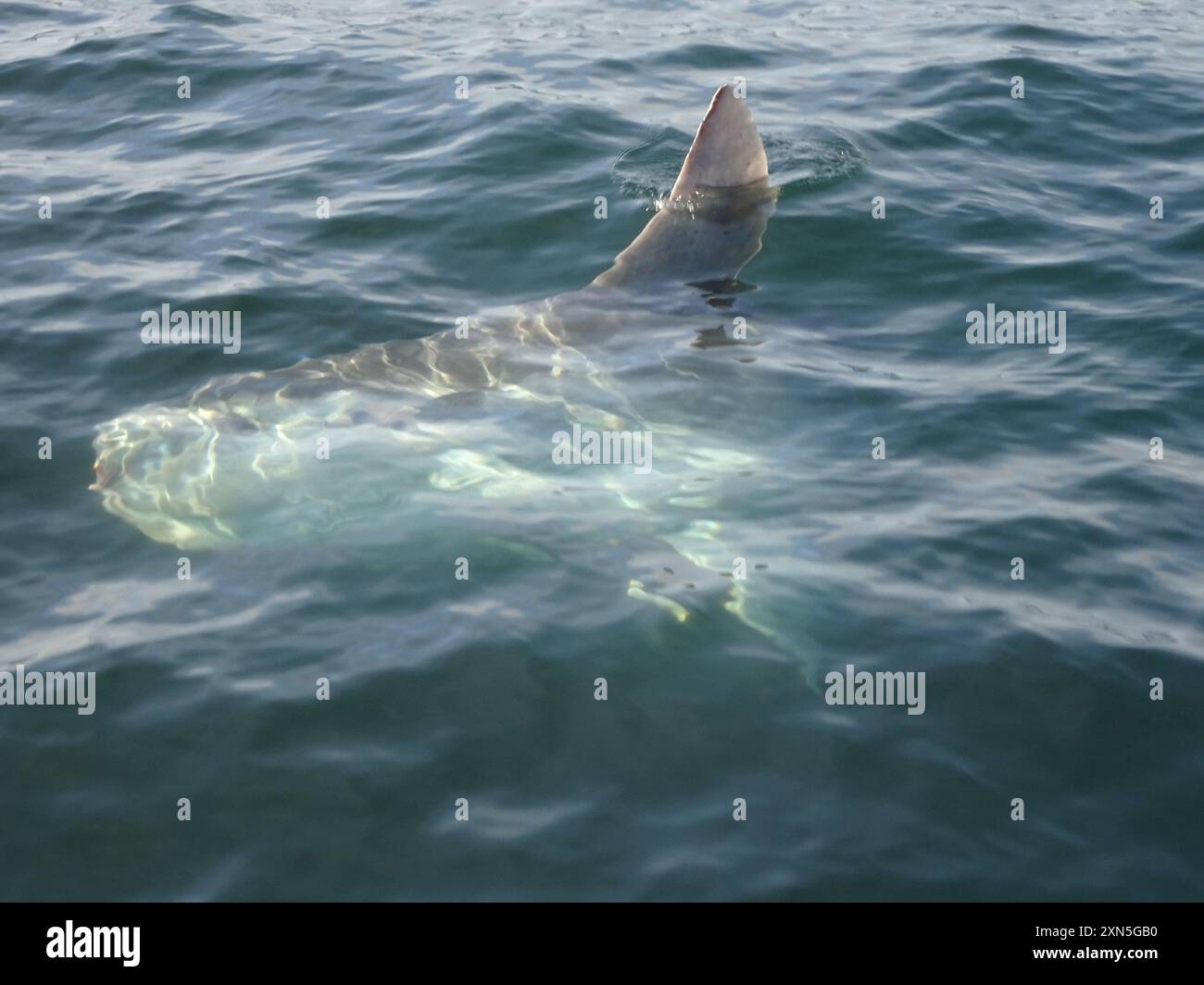 Common Mola (Mola mola) Actinopterygii Stock Photo - Alamy
