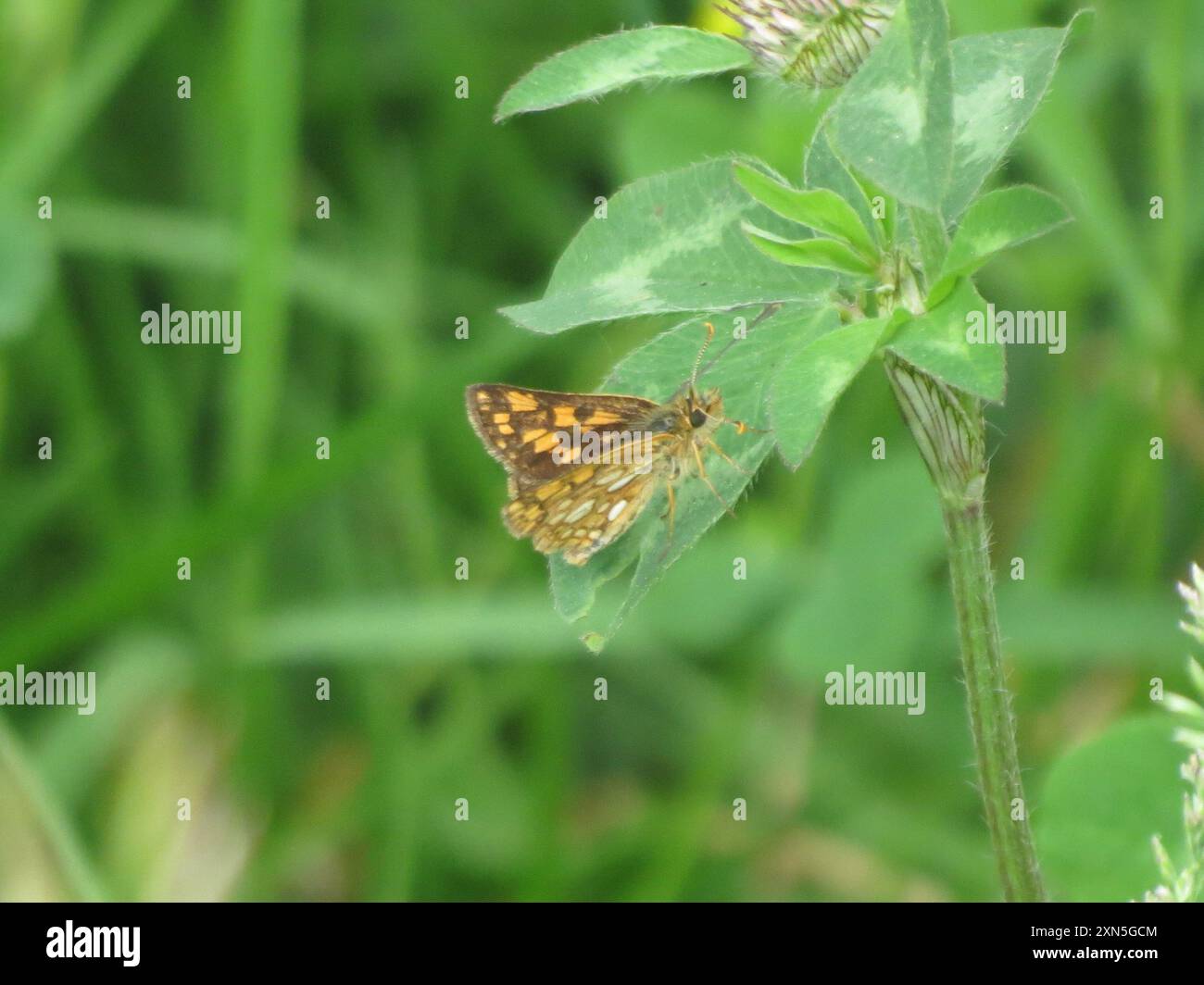 Arctic Skipper (Carterocephalus mandan) Insecta Stock Photo - Alamy