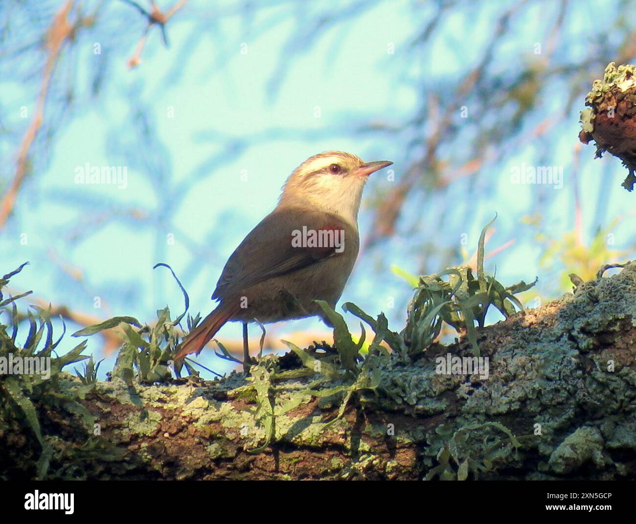 Stripe crowned spinetail hi-res stock photography and images - Alamy