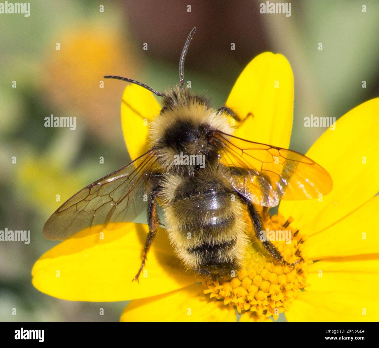 Indiscriminate Cuckoo Bumble Bee (Bombus insularis) Insecta Stock Photo ...