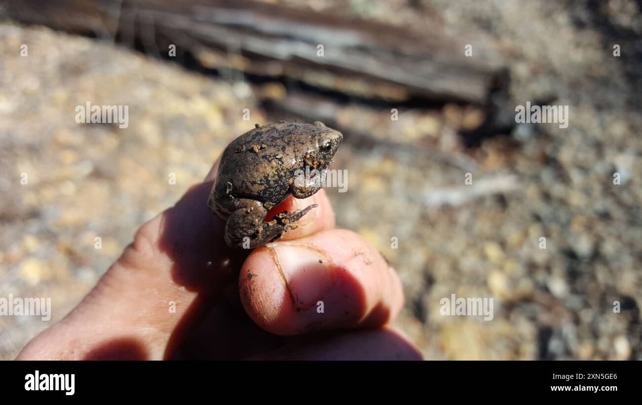 Eastern Narrow-mouthed Toad (Gastrophryne carolinensis) Amphibia Stock ...