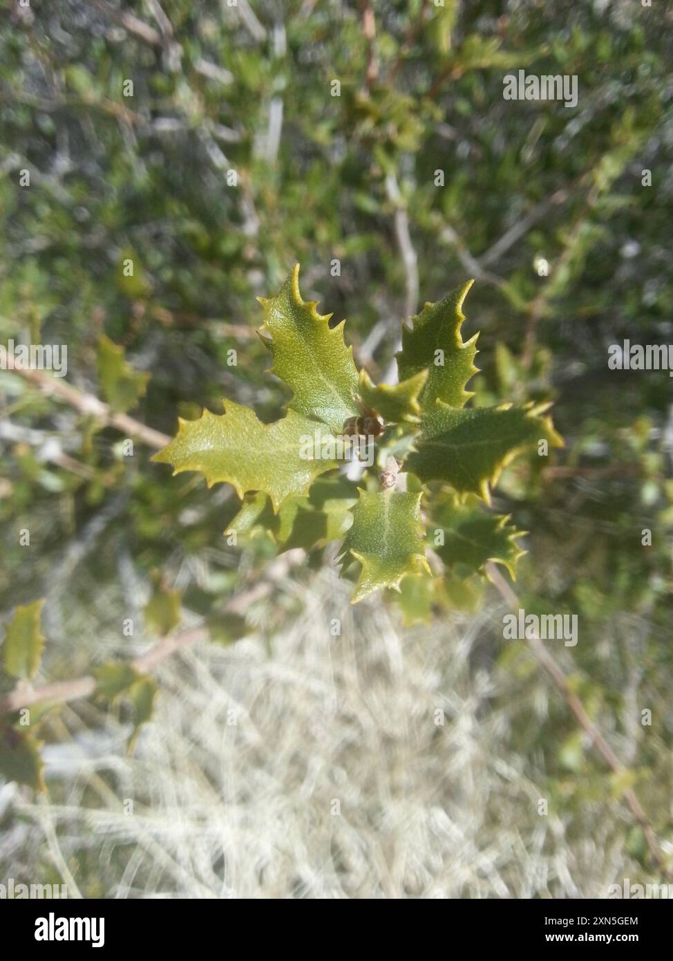 Muller's oak (Quercus cornelius-mulleri) Plantae Stock Photo - Alamy