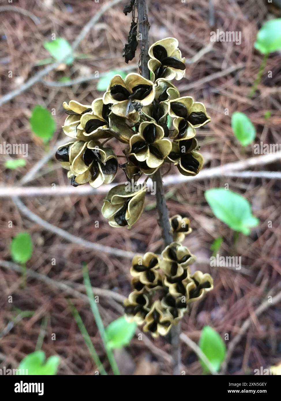 sea squill (Drimia maritima) Plantae Stock Photo - Alamy