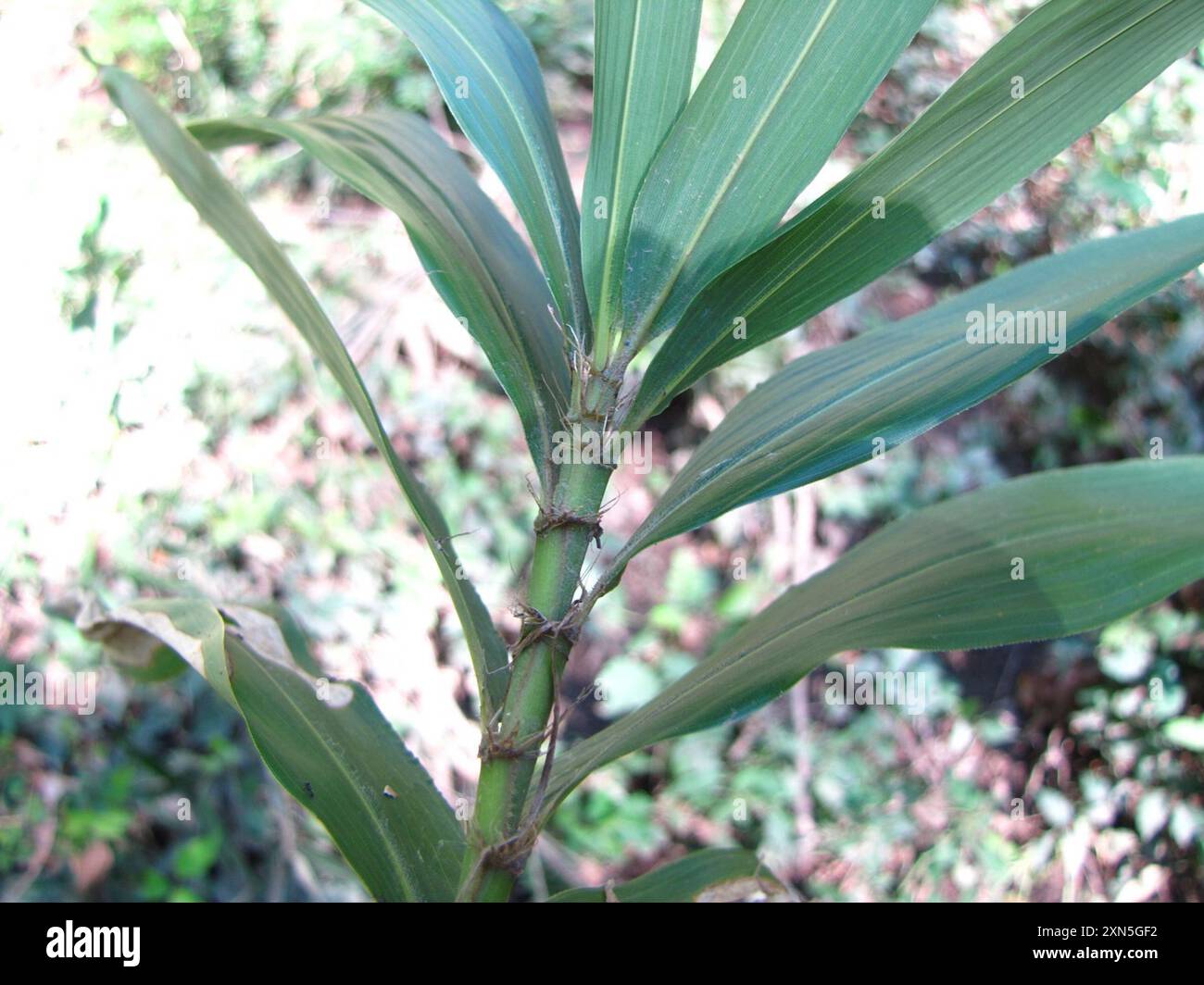 river cane (Arundinaria gigantea) Plantae Stock Photo - Alamy