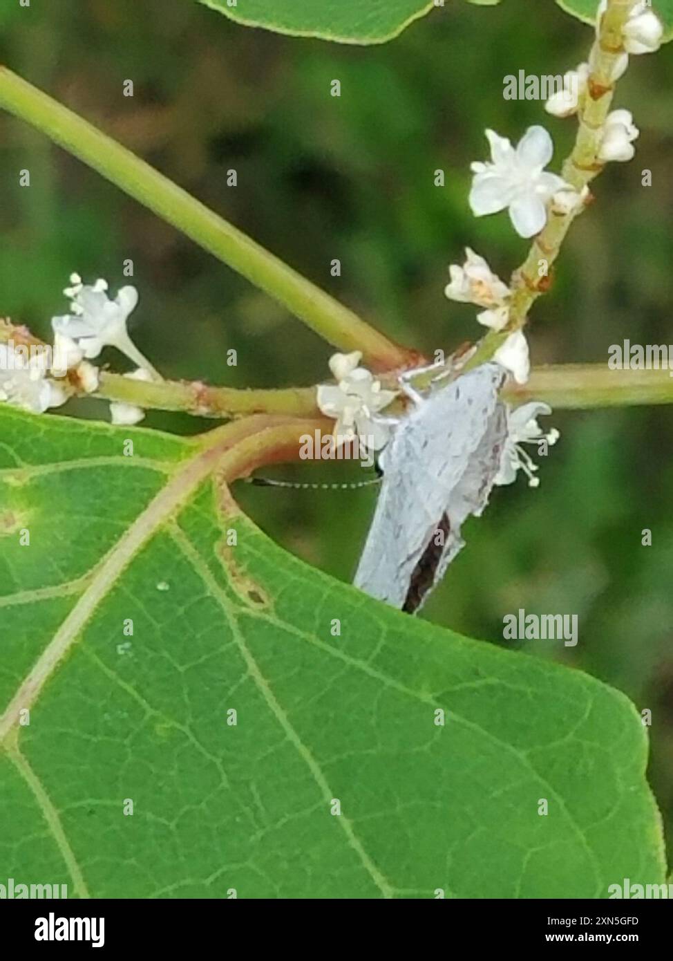 Summer Azure (Celastrina neglecta) Insecta Stock Photo - Alamy