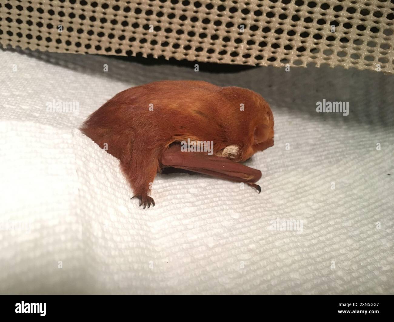 Eastern Red Bat (Lasiurus borealis) Mammalia Stock Photo - Alamy