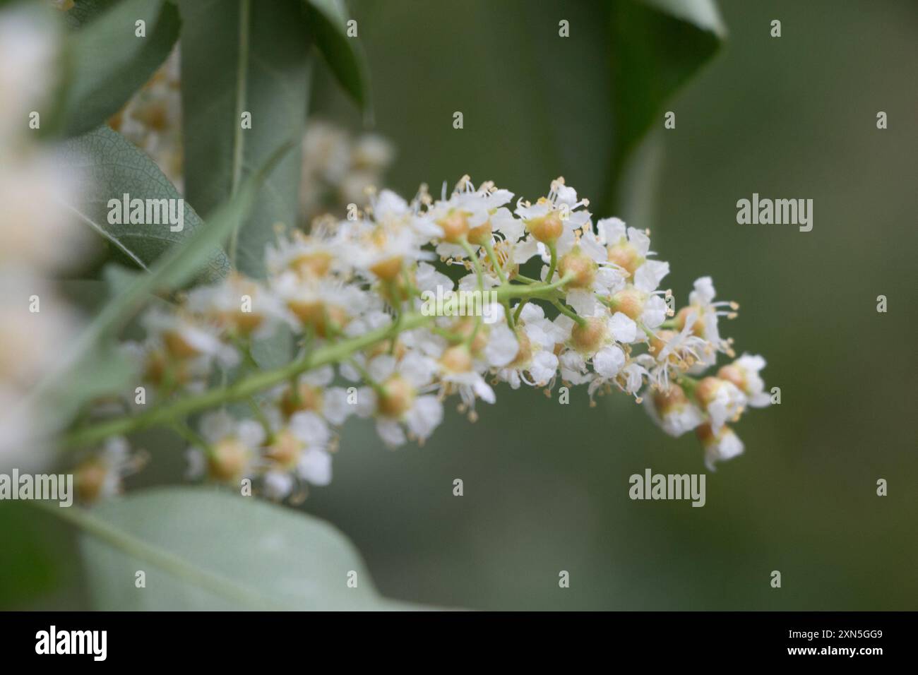 Western Chokecherry (Prunus virginiana demissa) Plantae Stock Photo - Alamy