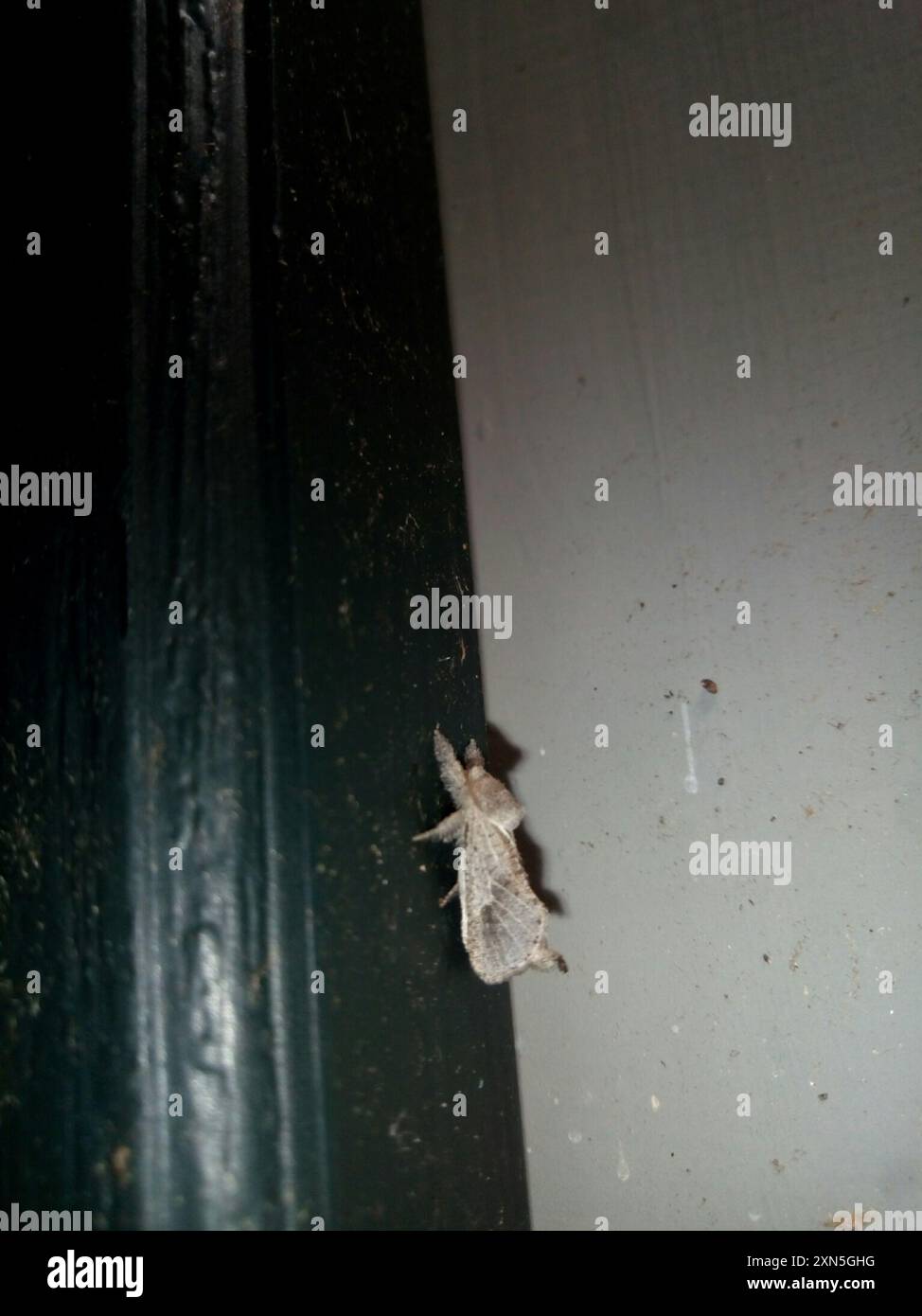 Anna Carpenterworm Moth (Givira anna) Insecta Stock Photo - Alamy