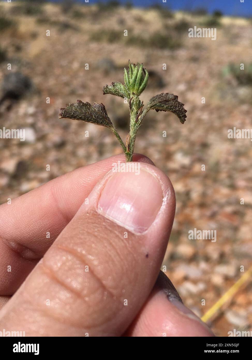 desert rosemallow (Hibiscus coulteri) Plantae Stock Photo - Alamy