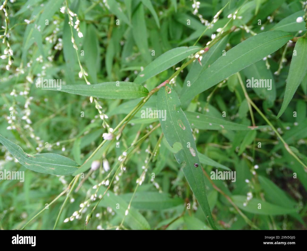waterpepper (Persicaria hydropiper) Plantae Stock Photo - Alamy