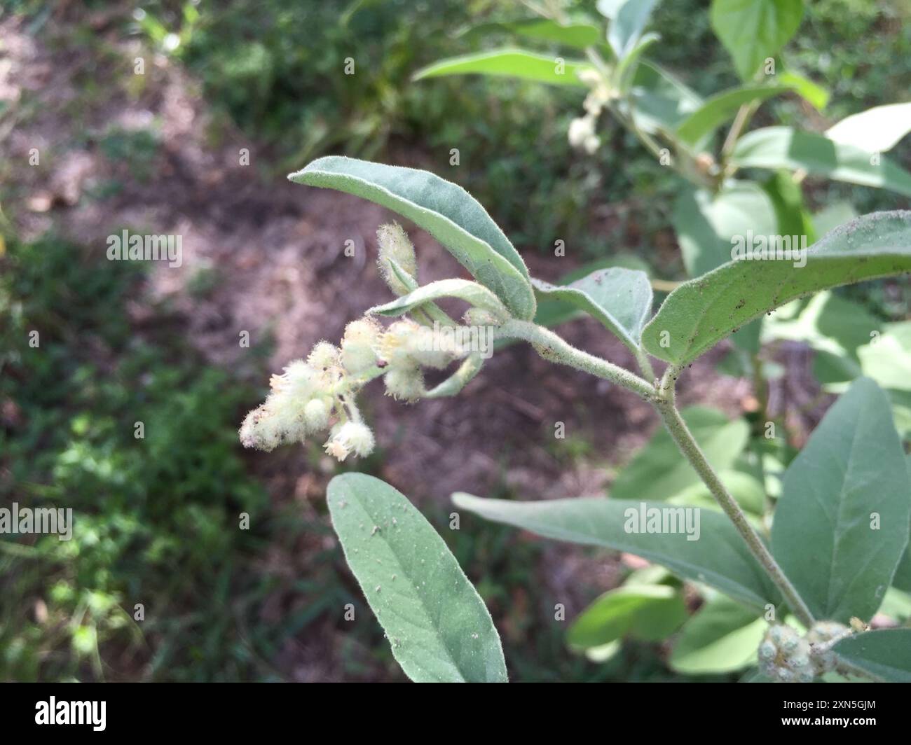 woolly croton (Croton capitatus) Plantae Stock Photo - Alamy