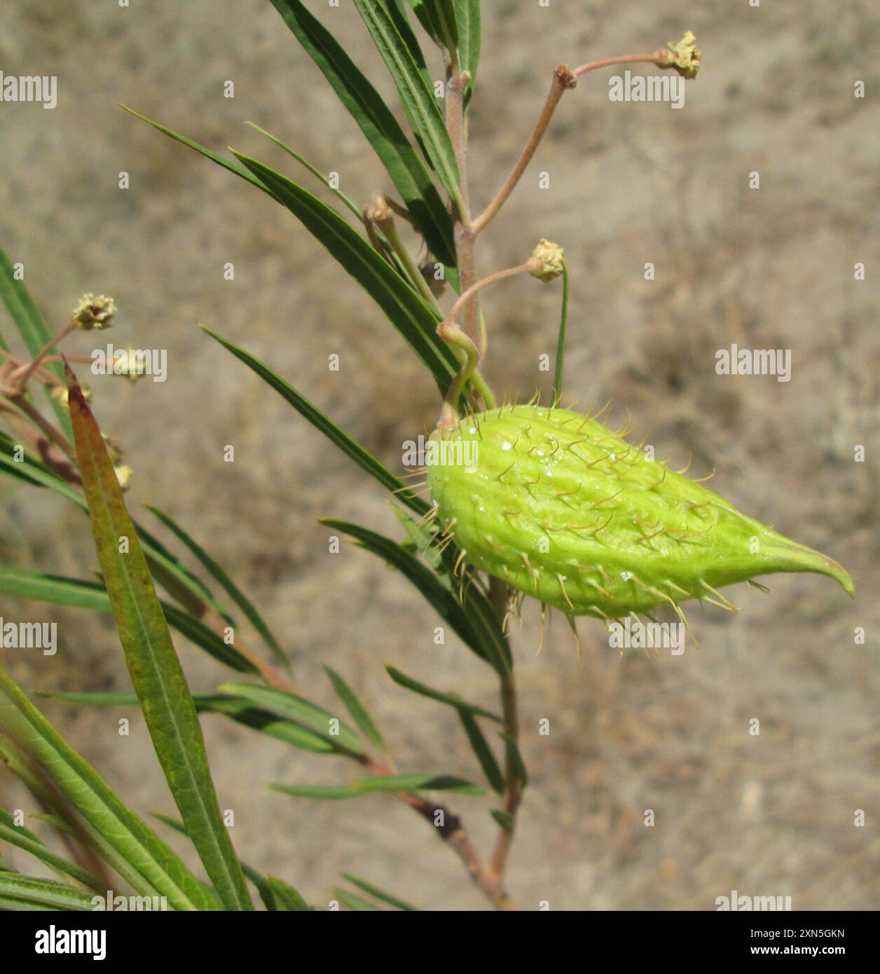 Wild Cotton (Gomphocarpus fruticosus fruticosus) Plantae Stock Photo ...