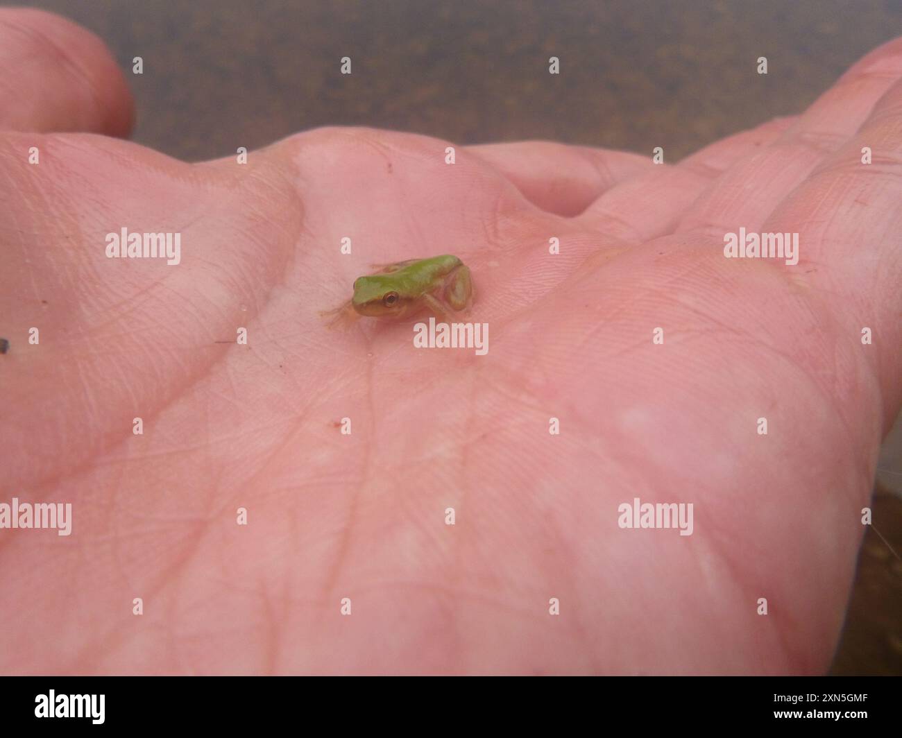 Holarctic Treefrogs (Hyla) Amphibia Stock Photo - Alamy