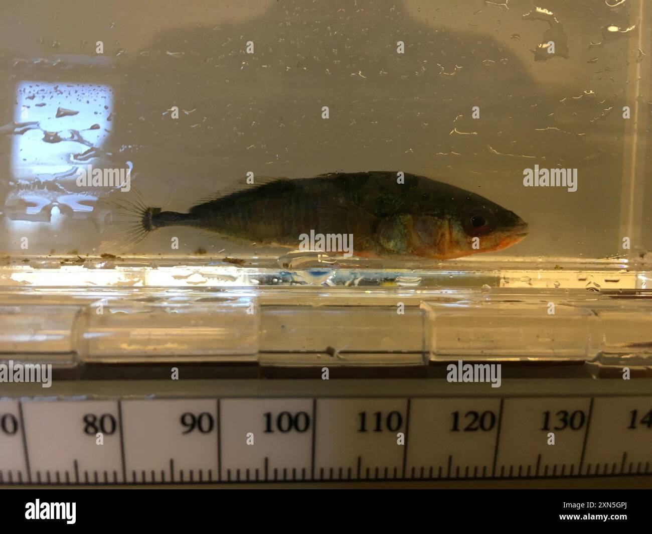 Threespine Stickleback (Gasterosteus aculeatus) Actinopterygii Stock ...