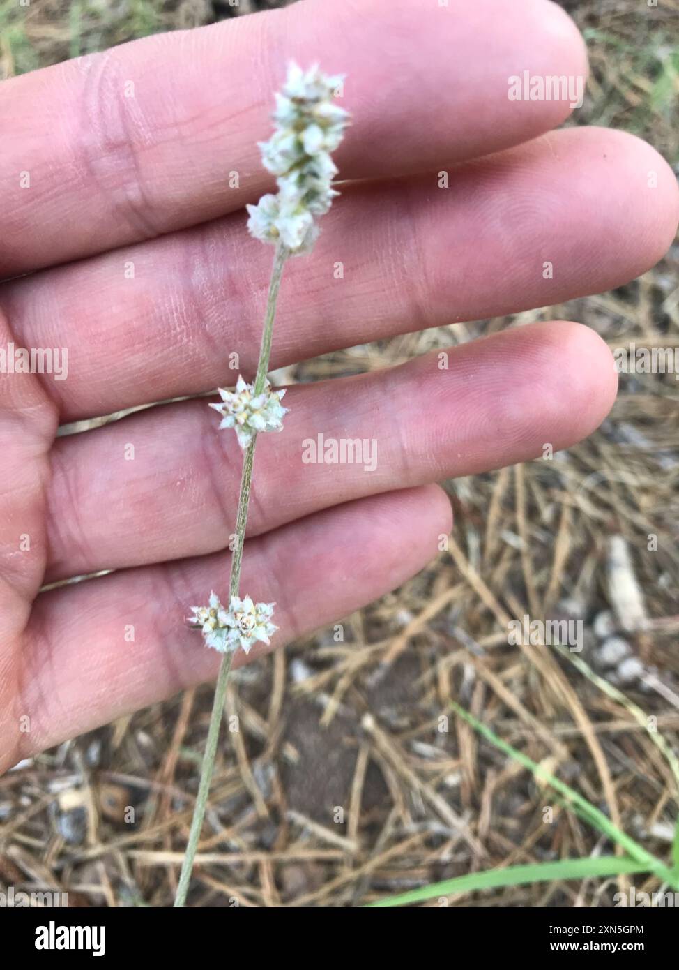 snakecotton (Froelichia) Plantae Stock Photo - Alamy